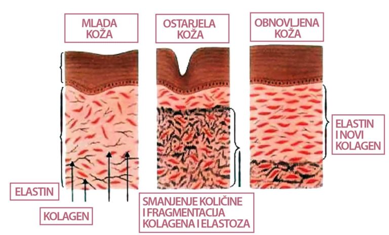 Upoznaj svoju kožu - Mediligo